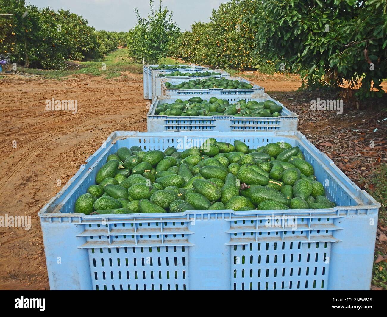 Avocado harvest in Israel Stock Photo - Alamy
