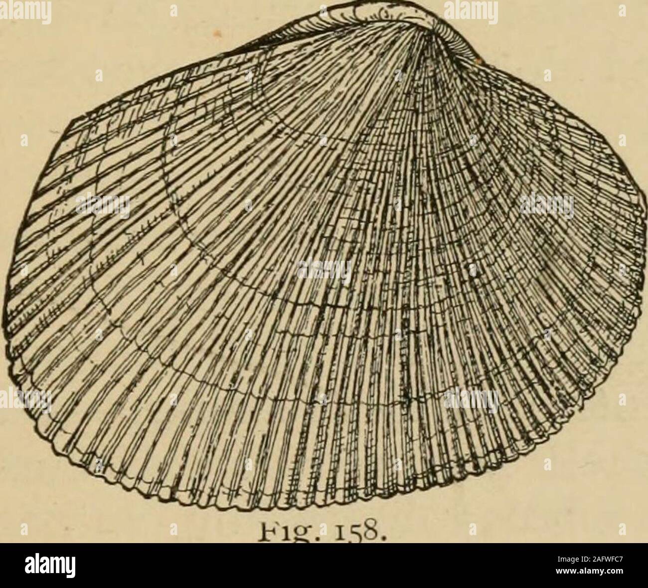Three clam shells hi-res stock photography and images - Alamy