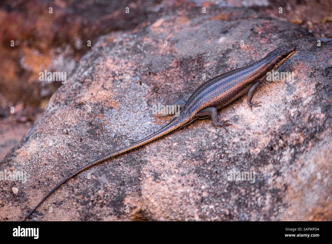 An iridescent lizard on a stone, Cederberg, South Africa Stock Photo ...