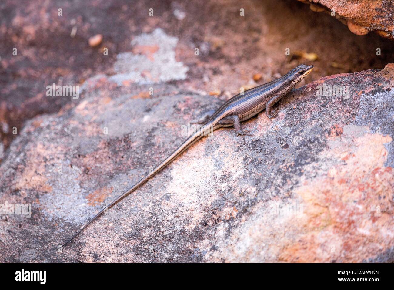 An iridescent lizard on a stone, Cederberg, South Africa Stock Photo ...