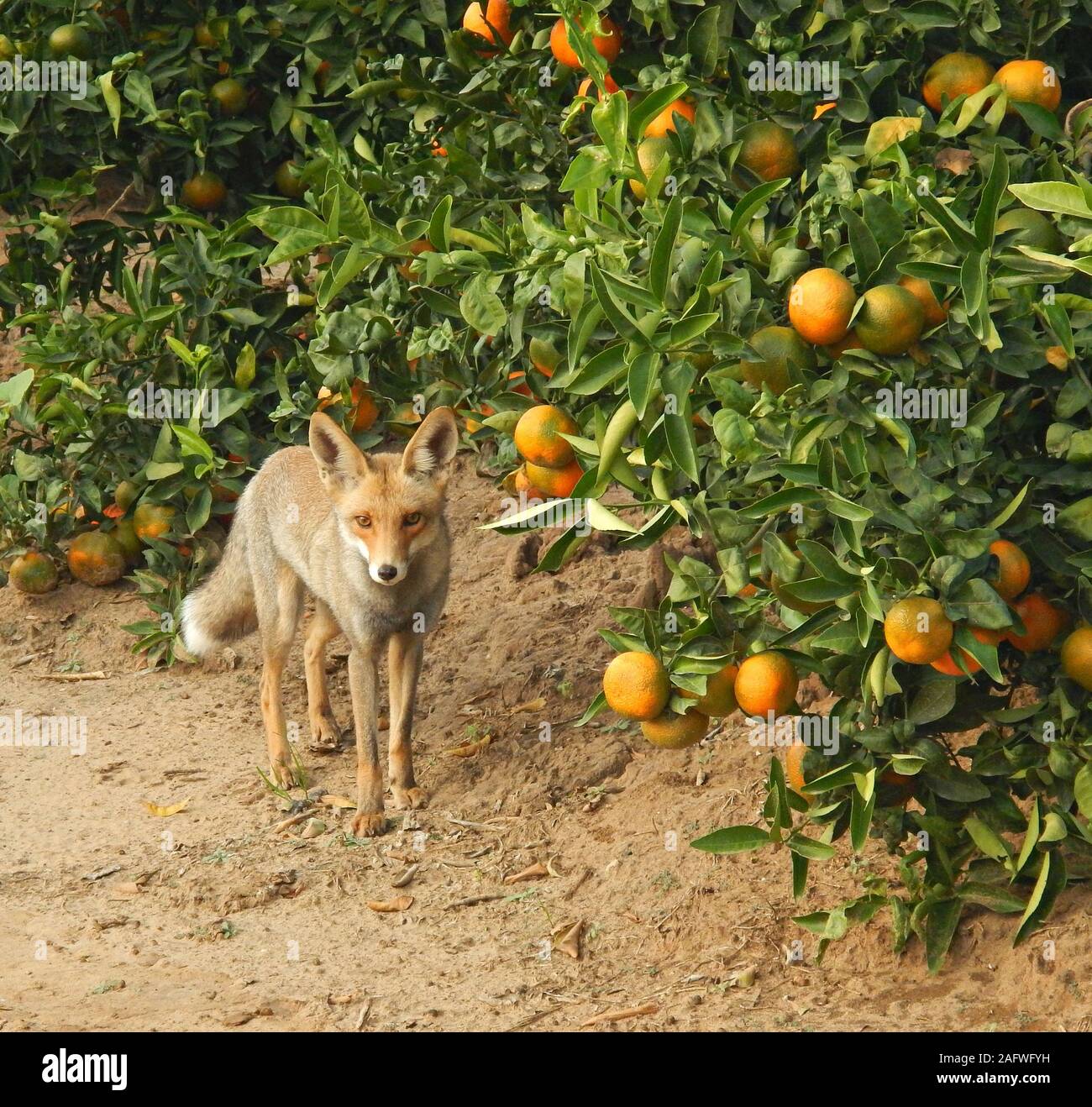 Fox Israel High Resolution Stock Photography and Images - Alamy