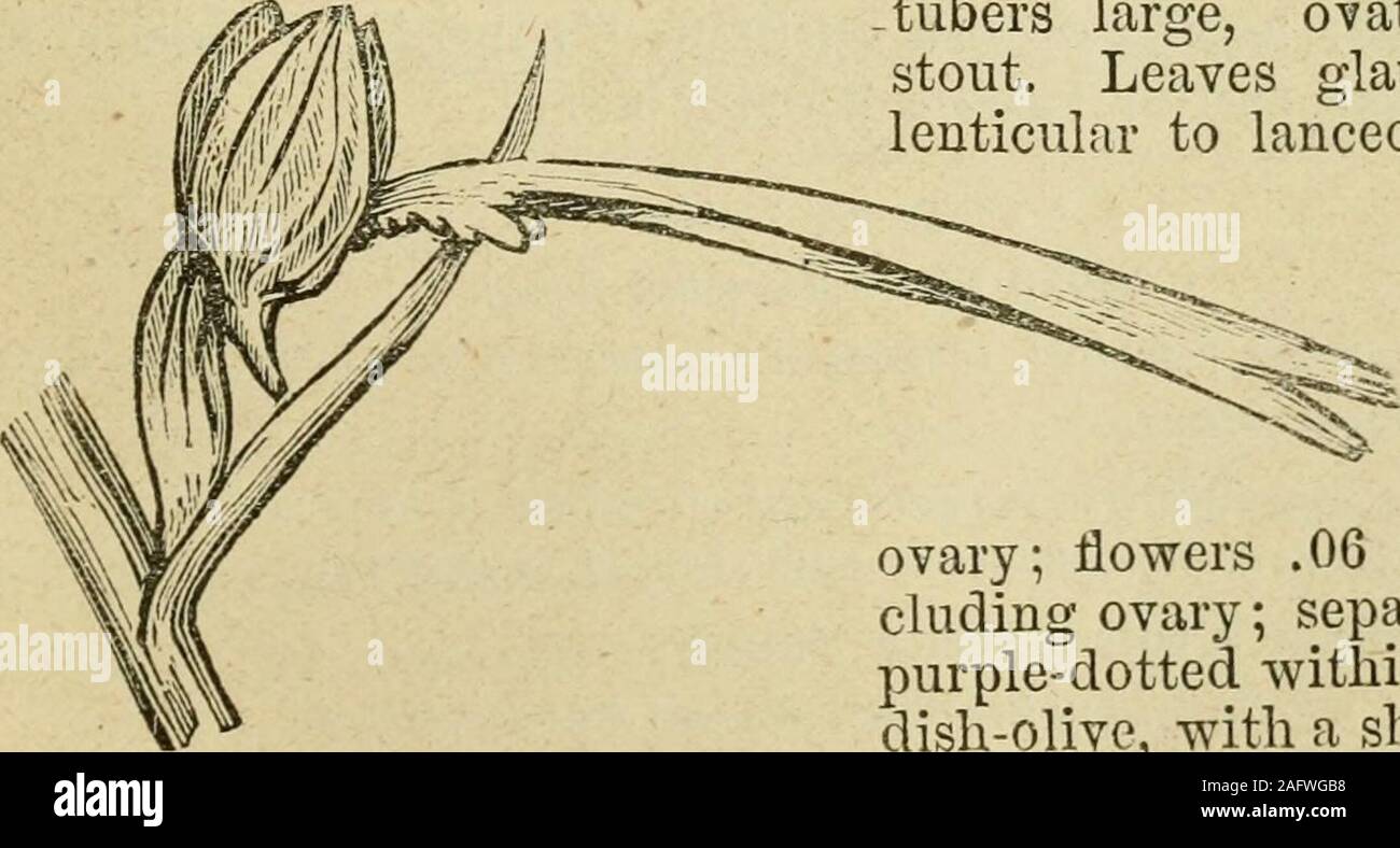 Linear lanceolate bract hi-res stock photography and images - Alamy