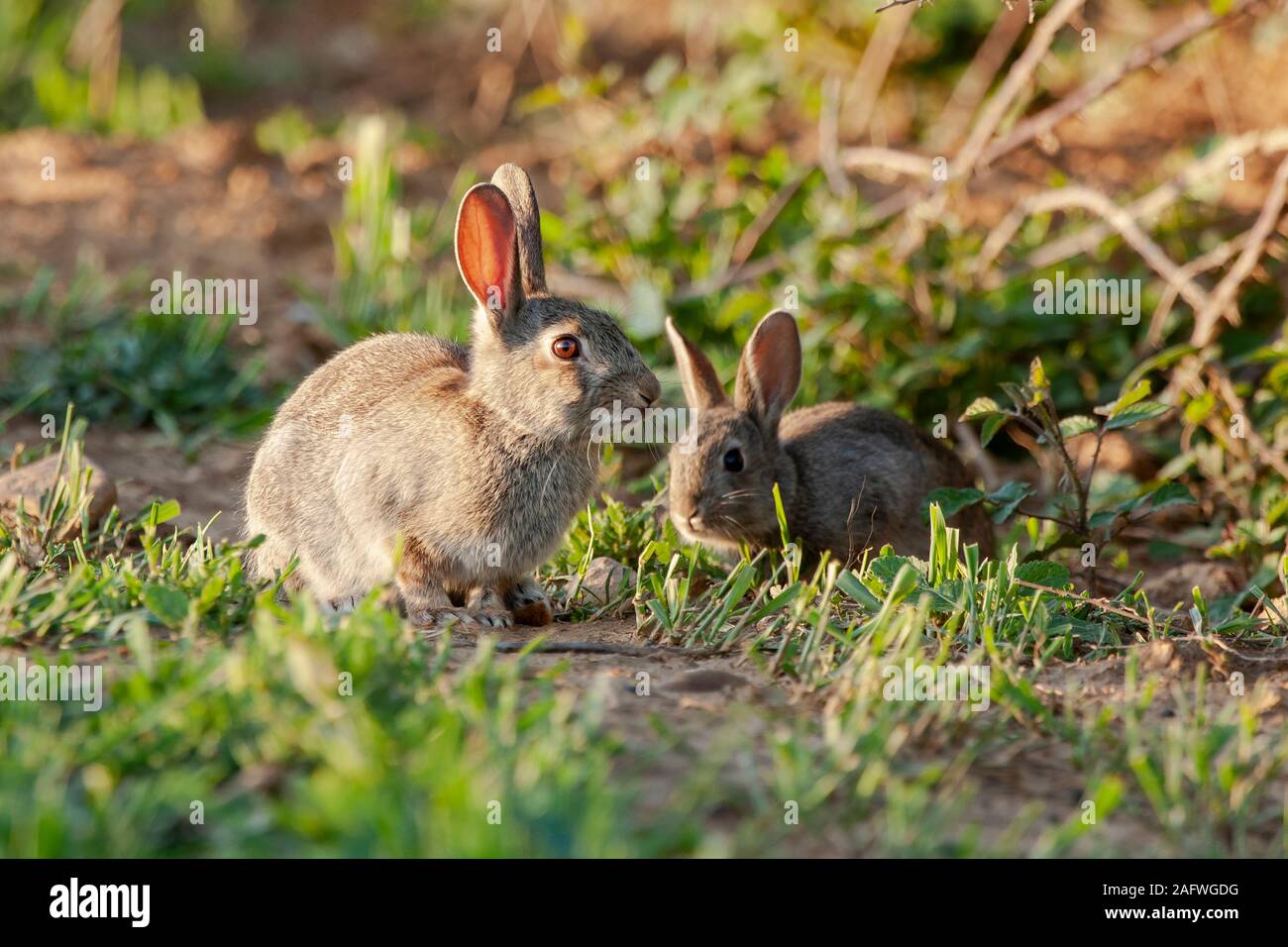 Oryctolagus Cuniculus White Wild High Resolution Stock Photography and ...