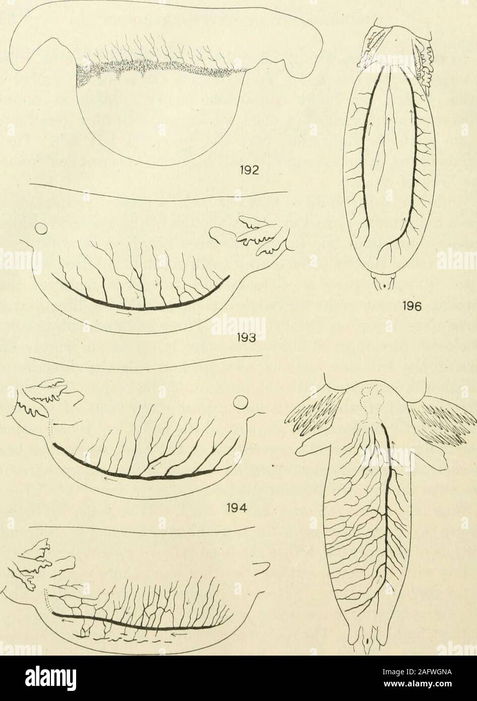Cephalic flexure hi-res stock photography and images - Alamy