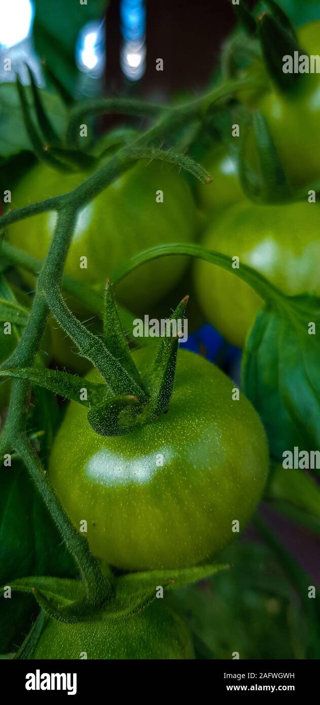 Young tomato plant green tomatos hi-res stock photography and images ...