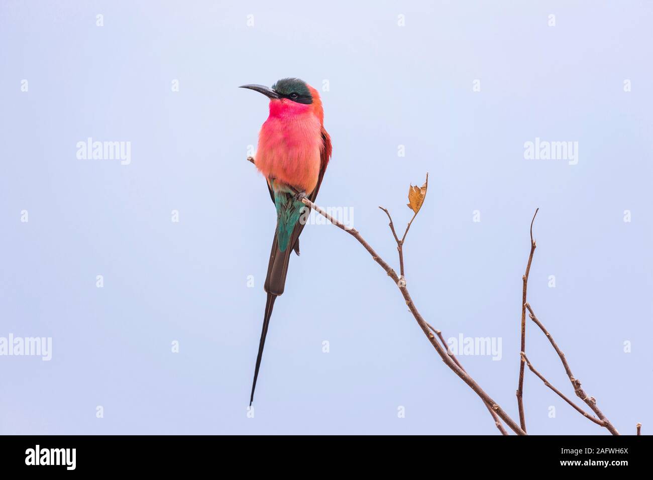 Carmine bee eater botswana hi-res stock photography and images - Alamy