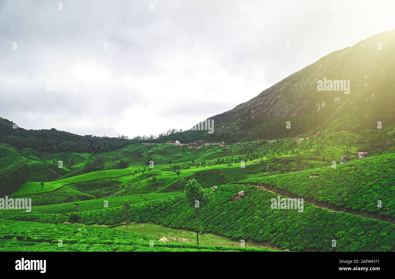 Beautiful tea plantations in hi-res stock photography and images - Alamy