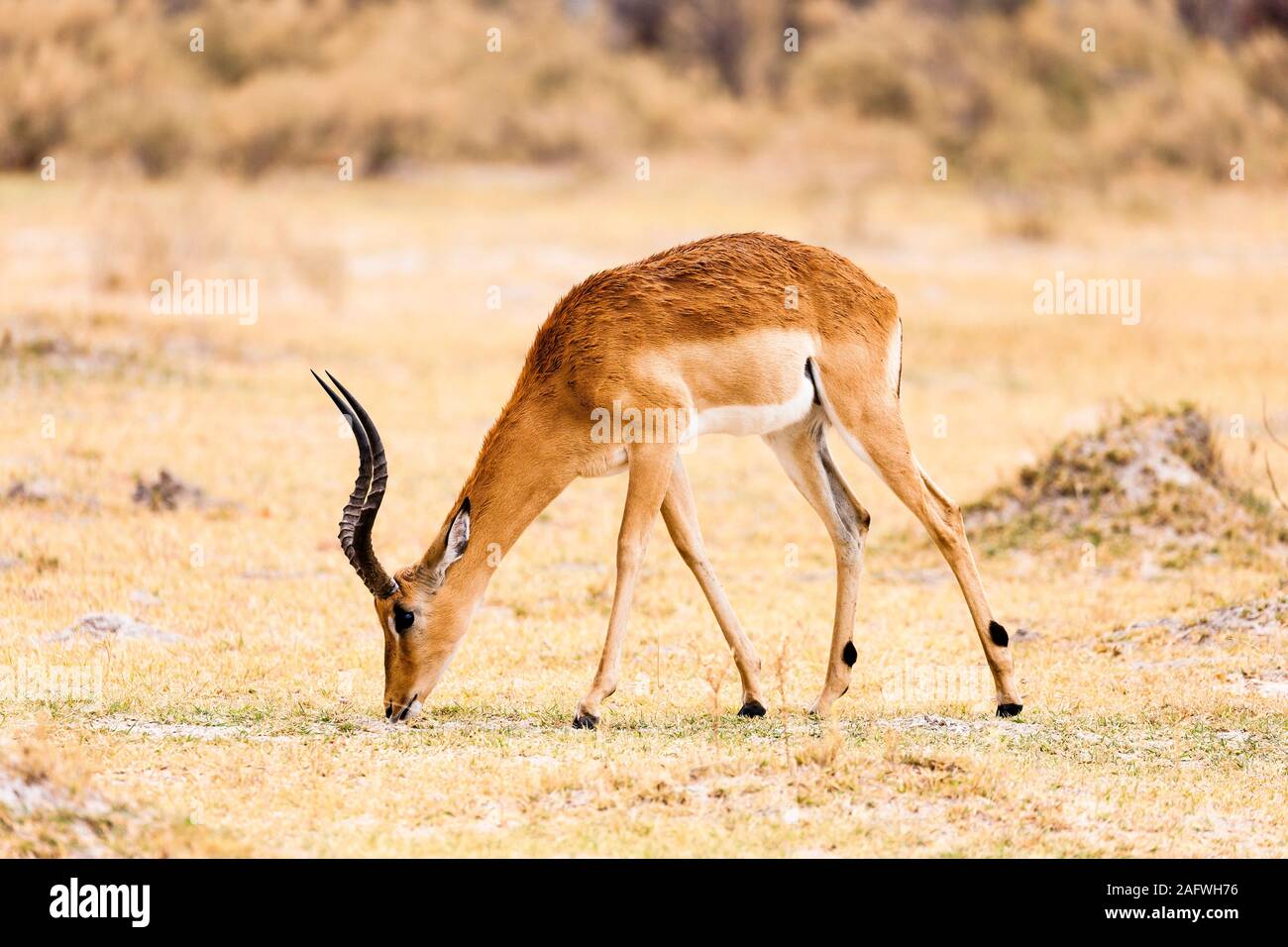 Impalas grazing hi-res stock photography and images - Alamy