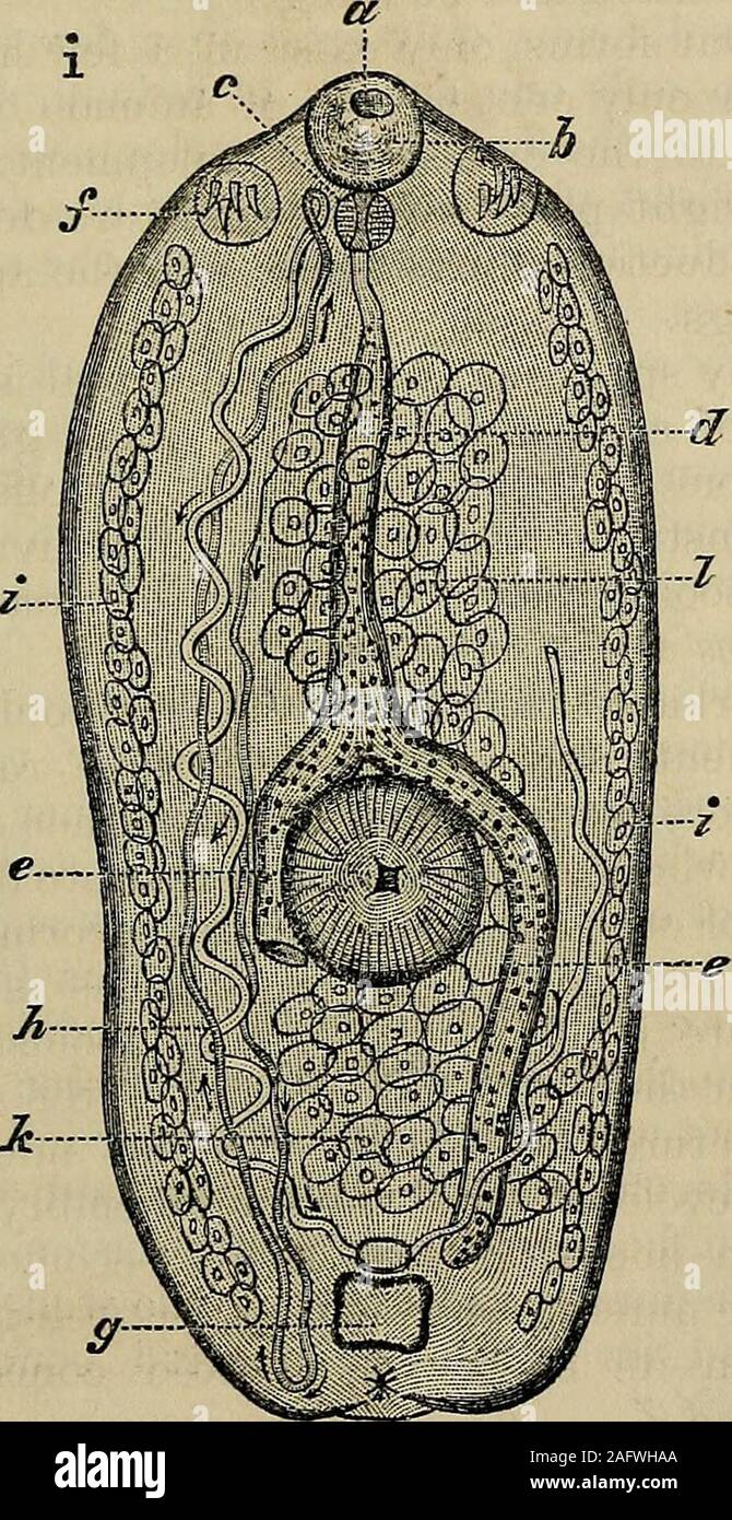 Cercaria hi-res stock photography and images - Alamy