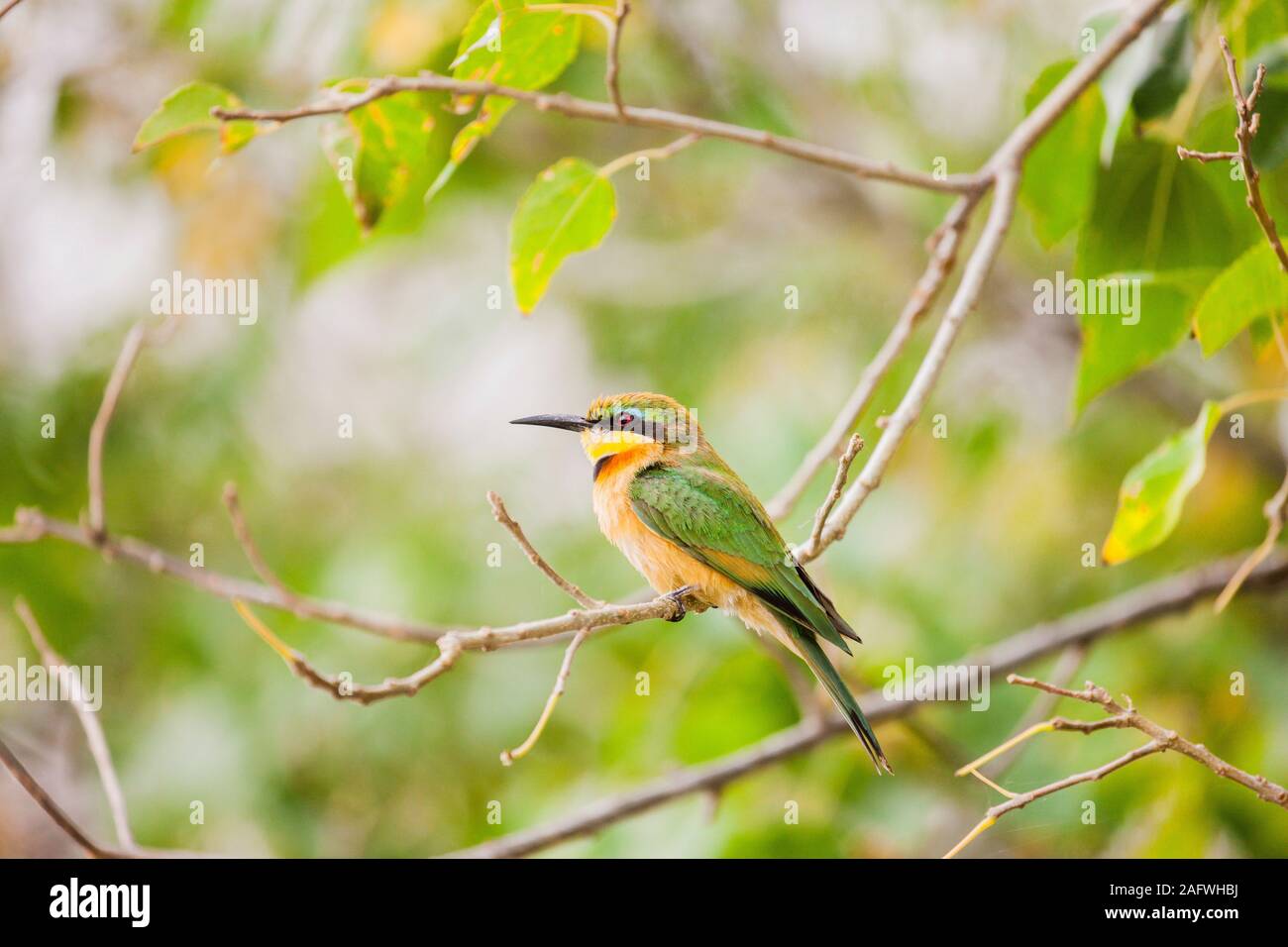 little bee eater perched on branch, Moremi game reserve, Okavango delta ...
