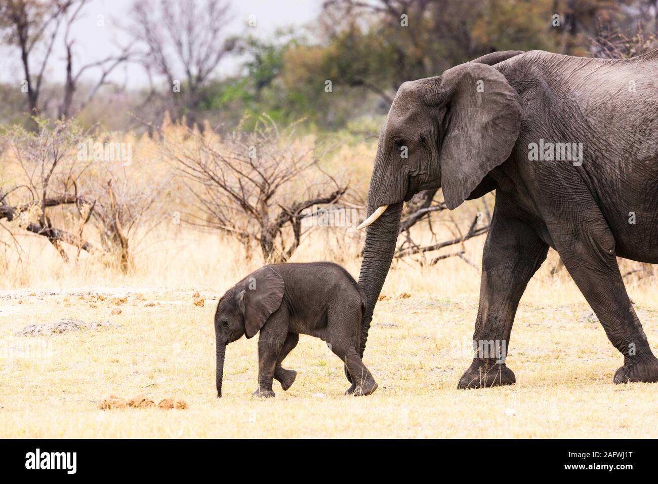 Elephant mother and cute baby walking together in savannah, Moremi game ...