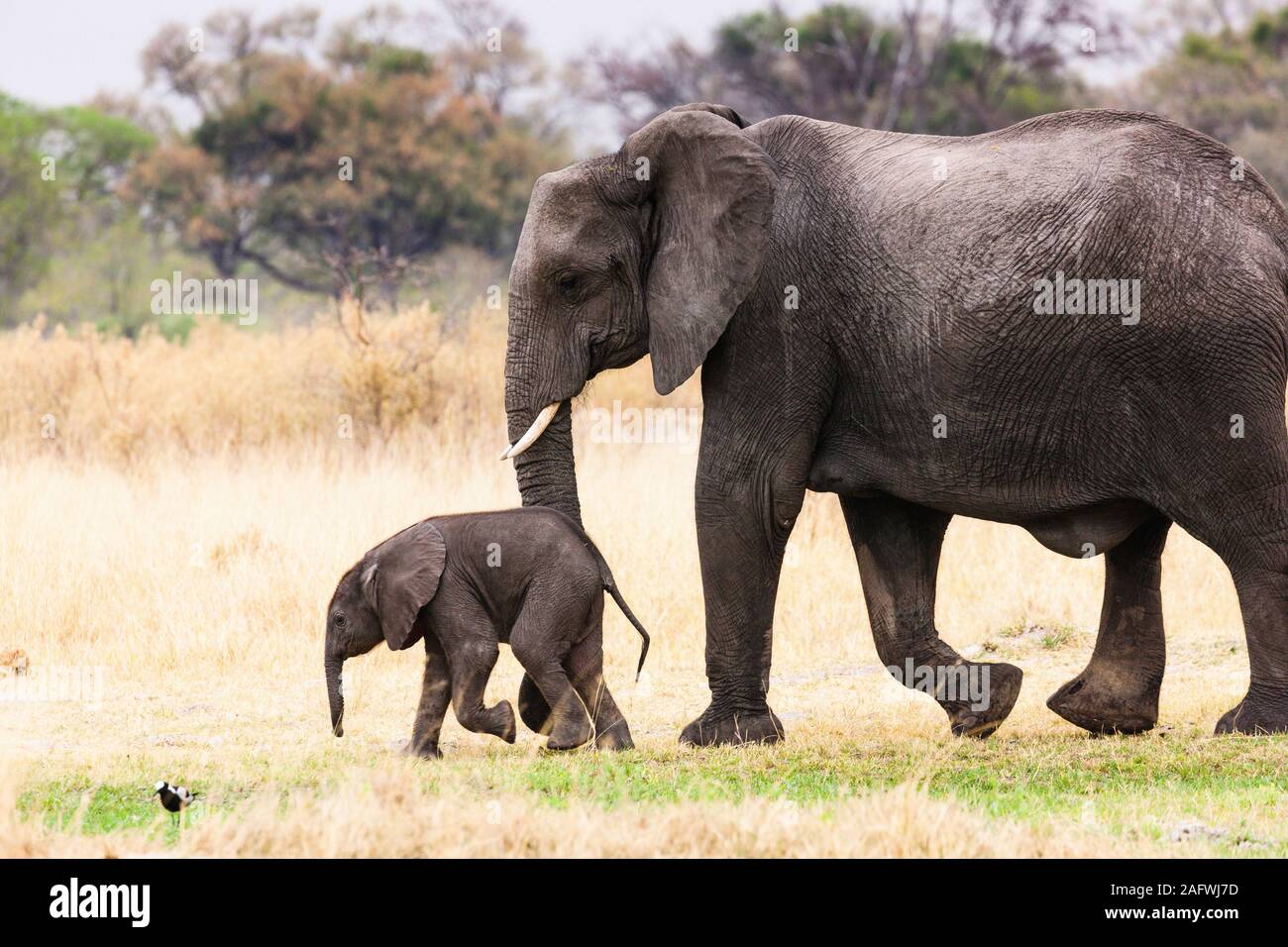 Baby elephant walking with mother hi-res stock photography and images ...