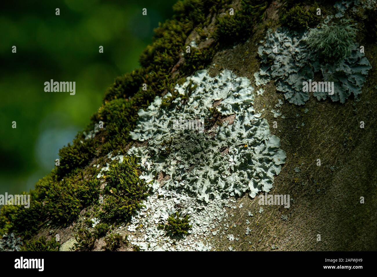 Lichen uk tree hi-res stock photography and images - Alamy