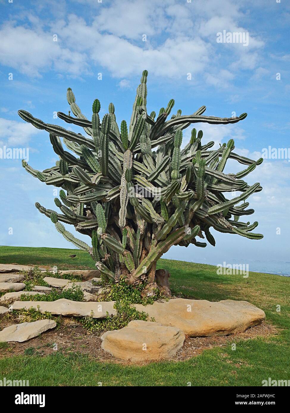 Israeli cactus hi-res stock photography and images - Alamy