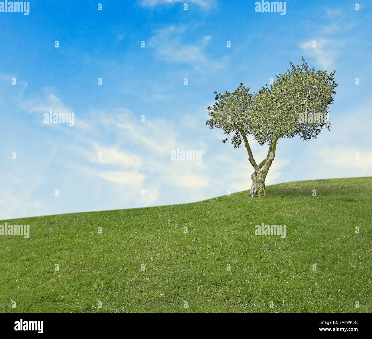 Olive tree in field hi-res stock photography and images - Alamy