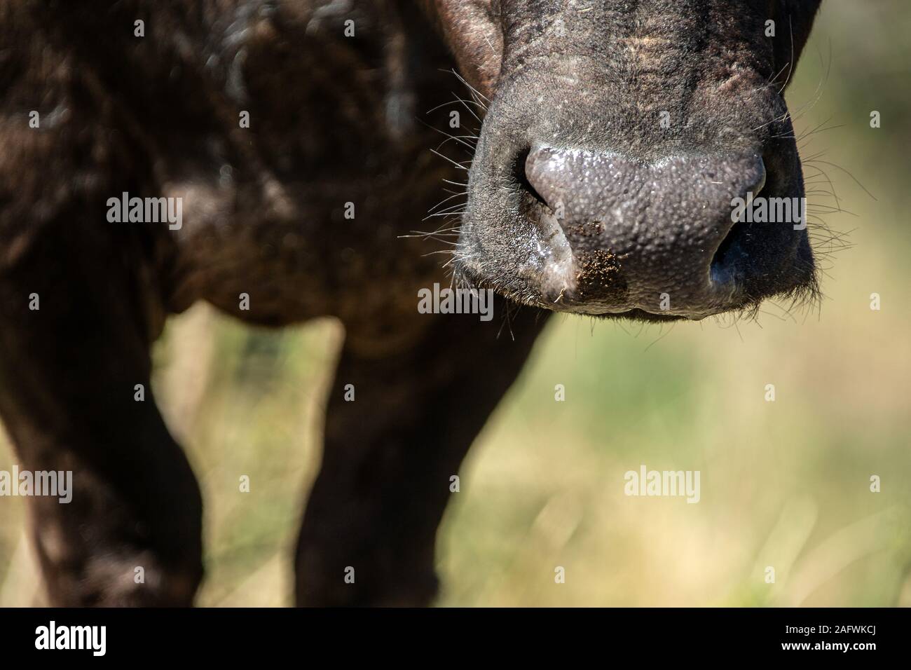 Buffalo nose hi-res stock photography and images - Alamy
