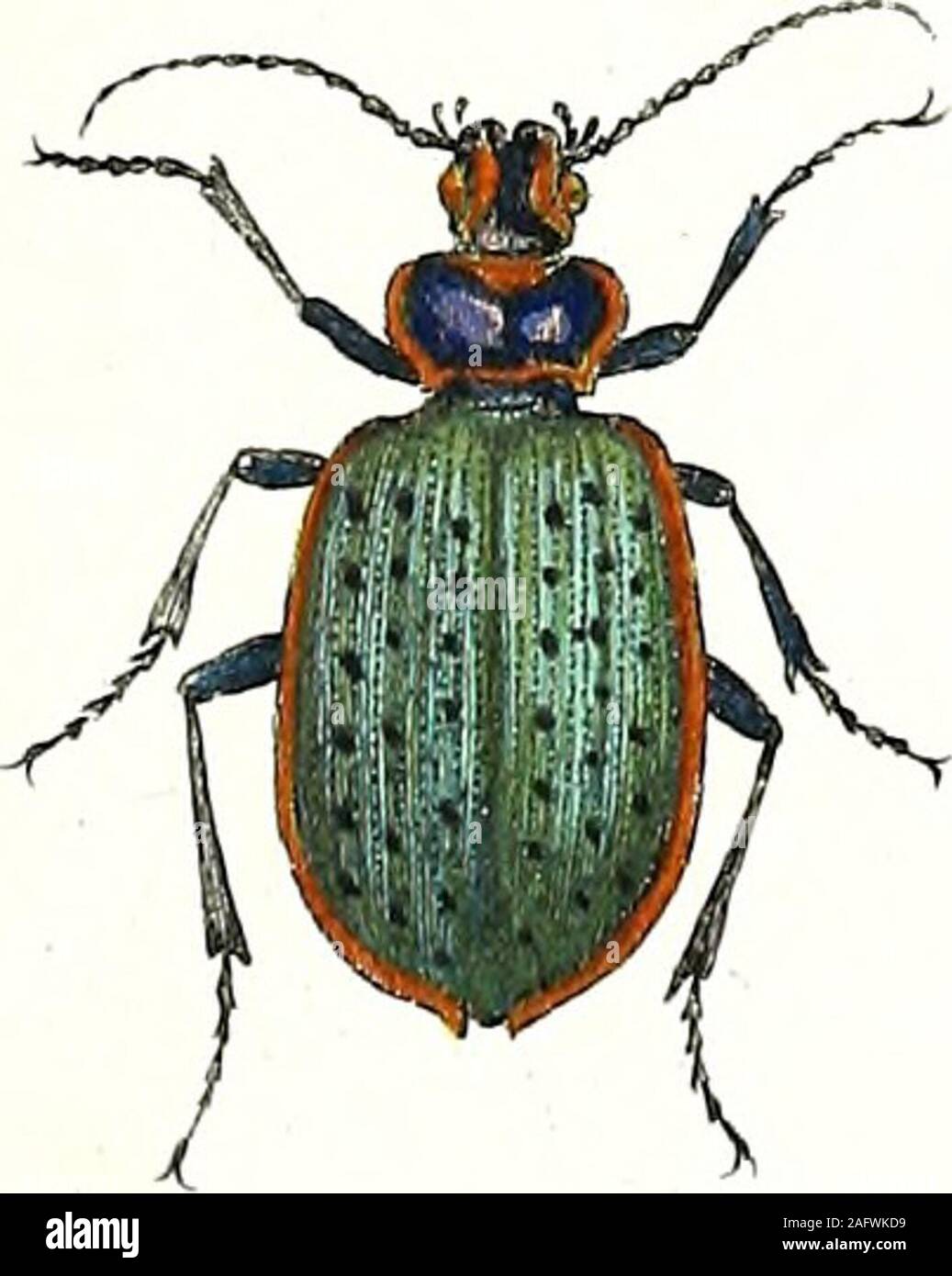 . Entomologie ou Histoire naturelle des insectes, avec leurs caractères ...