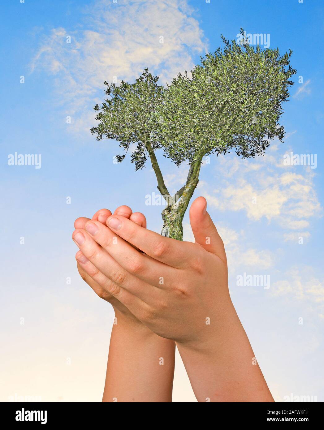 Olive tree in hands as a symbol of nature protection Stock Photo - Alamy