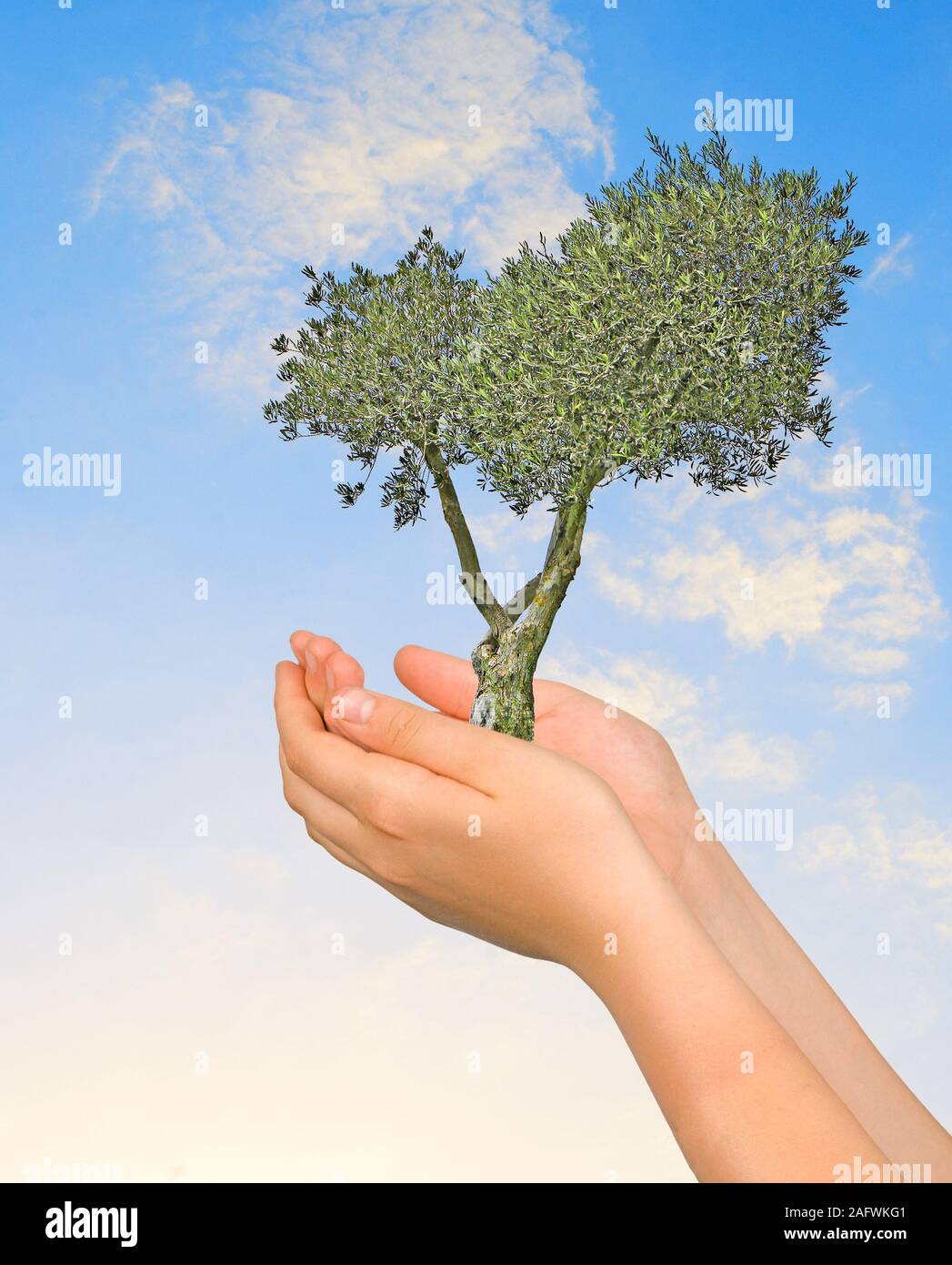 Olive tree in hands as a symbol of nature protection Stock Photo - Alamy