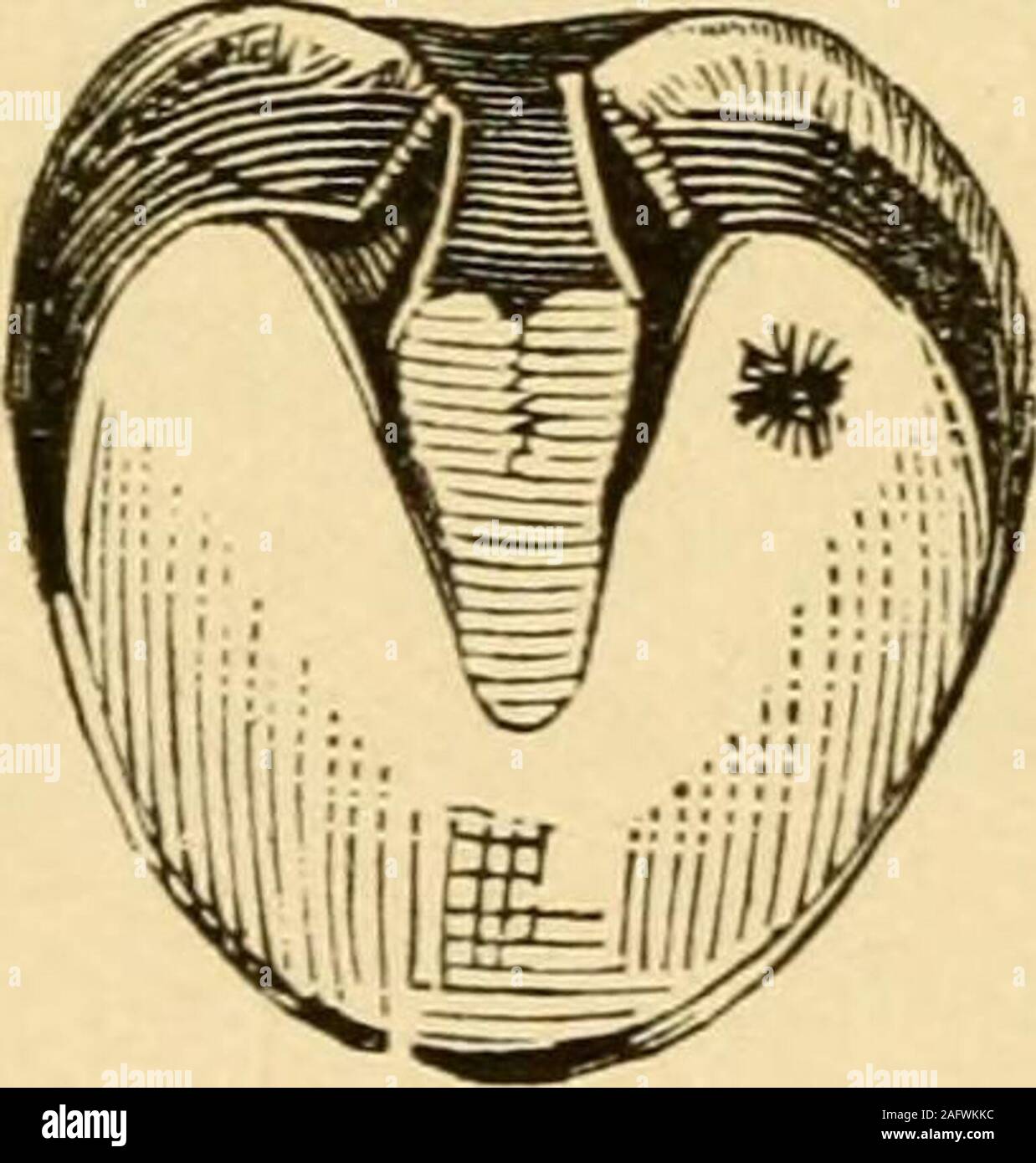 . A treatise on the horse and his diseases : illustrated, containing an ...