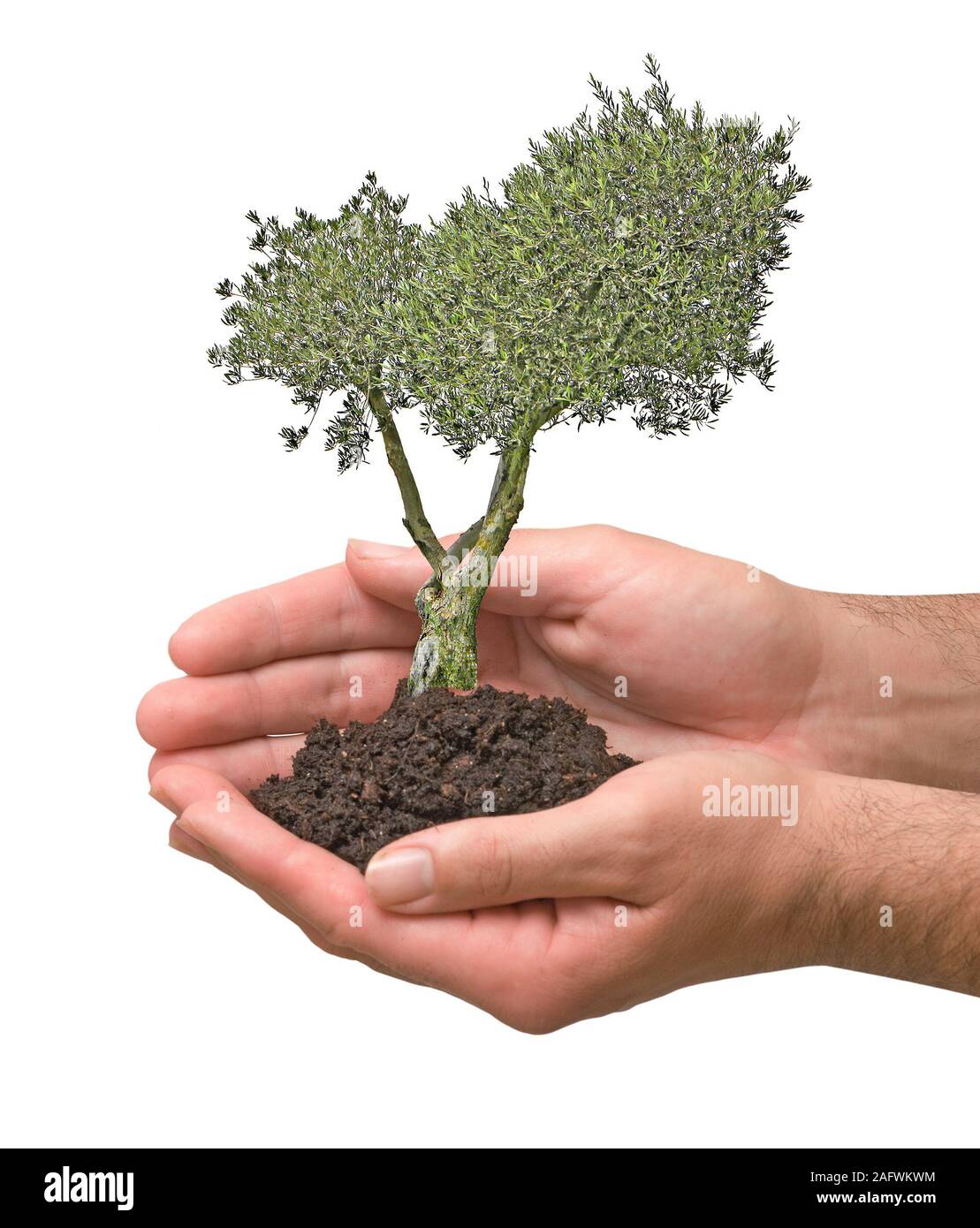 olive tree in palms as a symbol of nature protection Stock Photo - Alamy