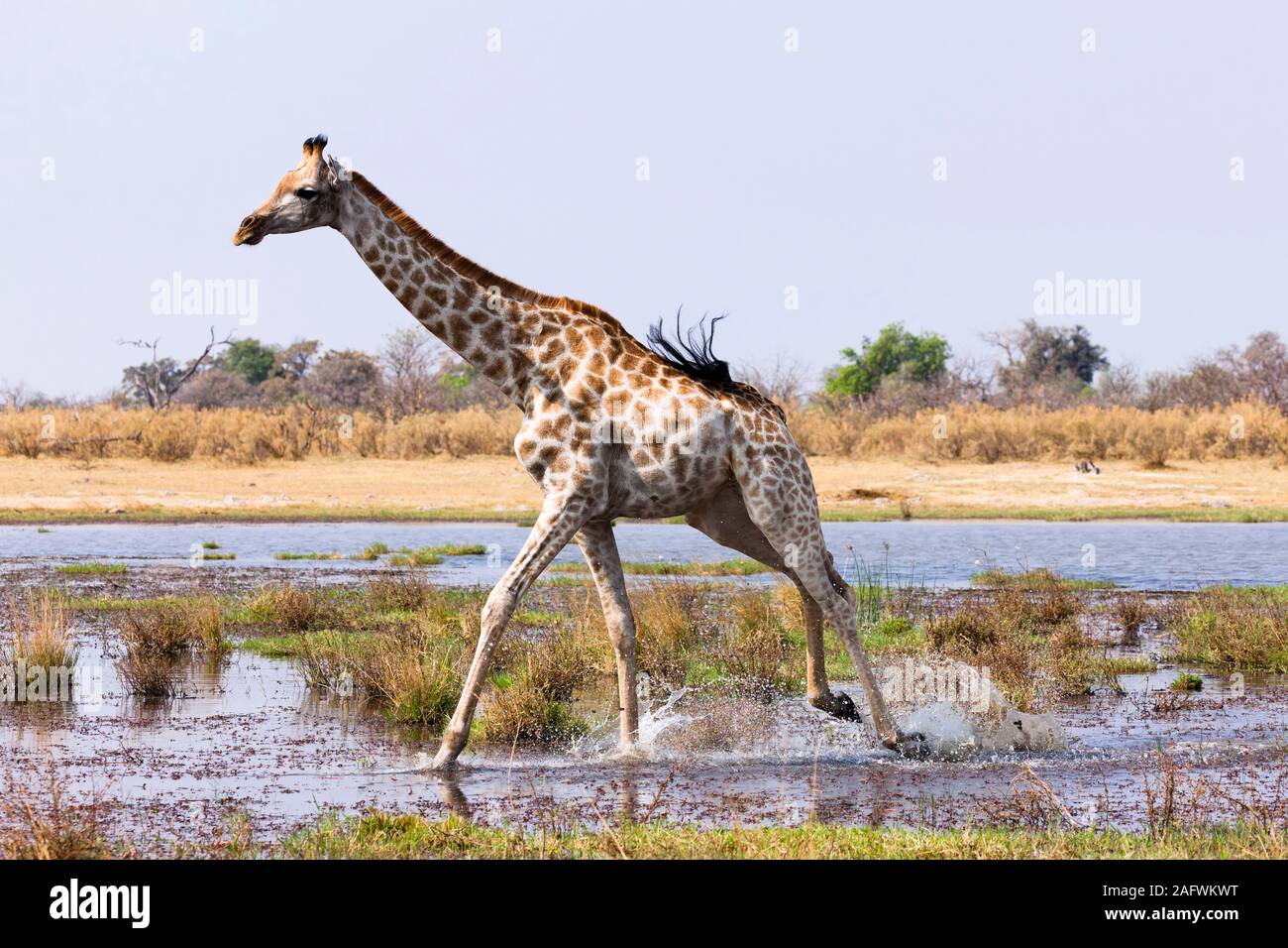 Giraffes Running High Resolution Stock Photography and Images - Alamy