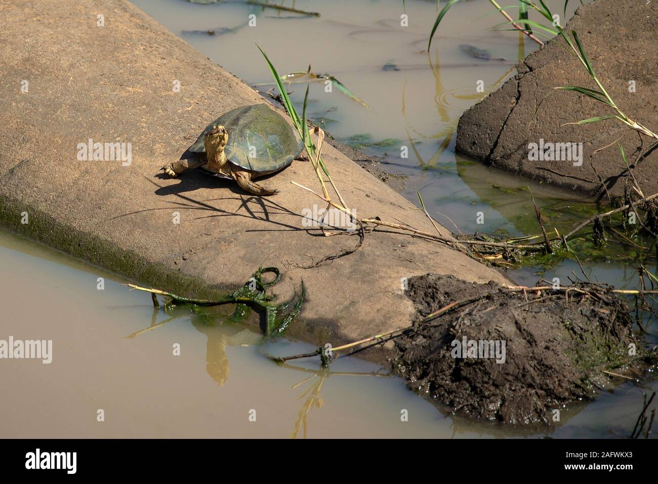 Freshwater freshwater turtle hi-res stock photography and images - Alamy