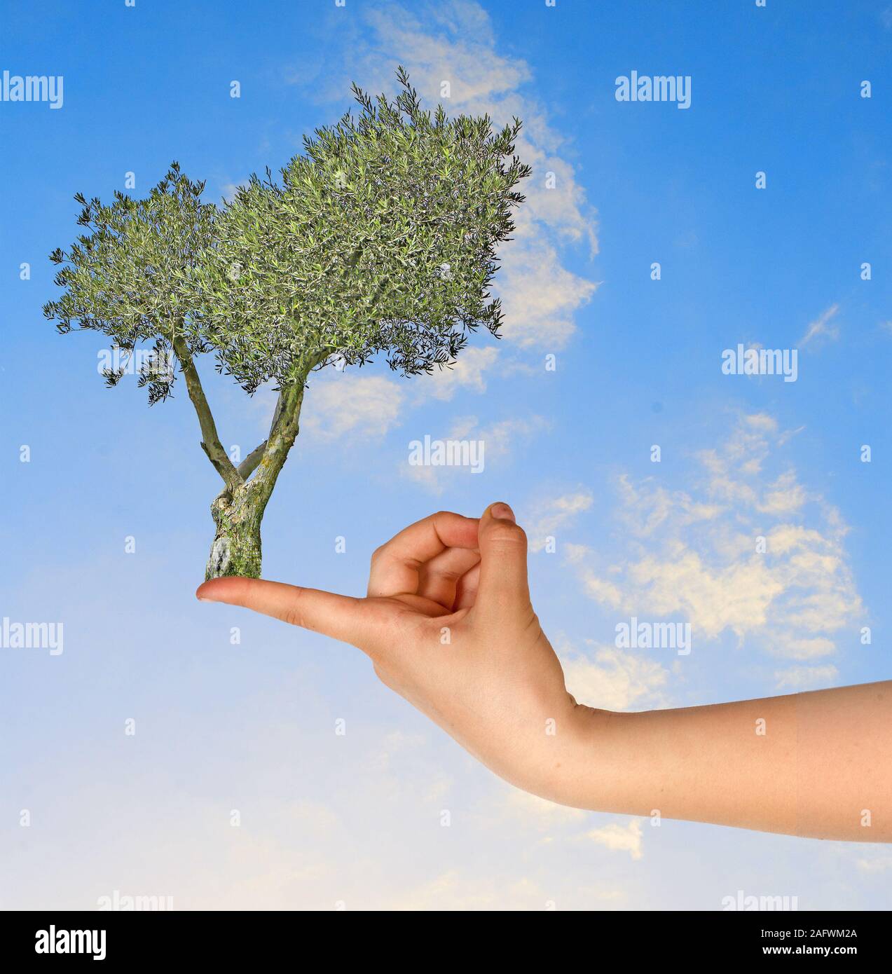 Olive tree on finger Stock Photo - Alamy