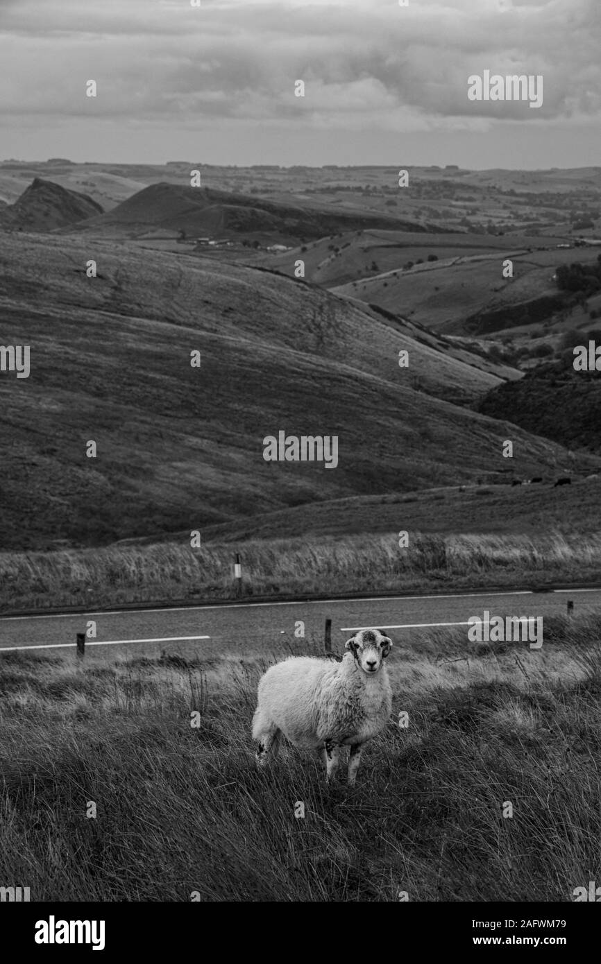 One sheep in field Black and White Stock Photos & Images - Alamy