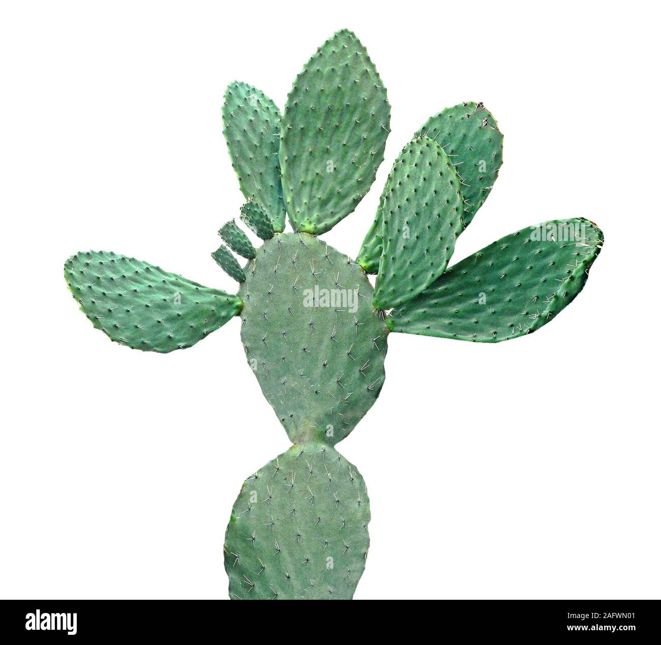 cactus isolated on white background Stock Photo - Alamy