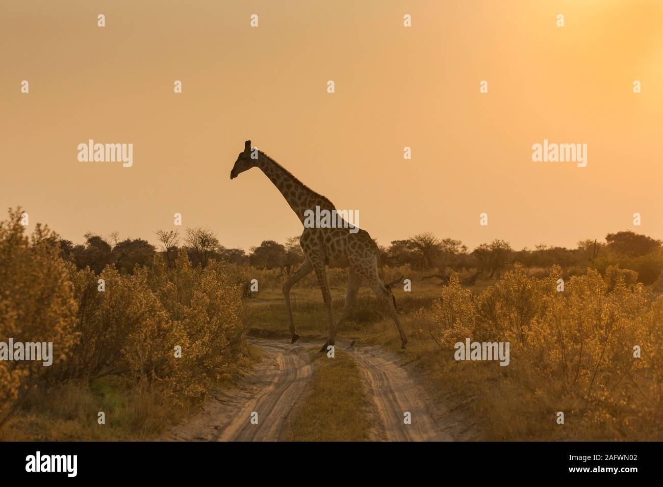 Giraffe crossing offroad at savannh, in evening, Moremi game reserve ...