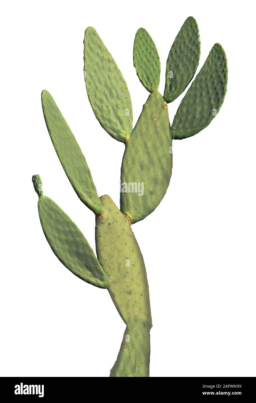 cactus isolated on white background Stock Photo - Alamy