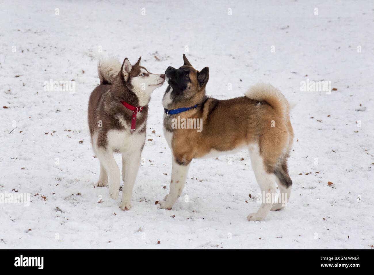 Cute american akita puppy and siberian husky puppy are playing in the ...