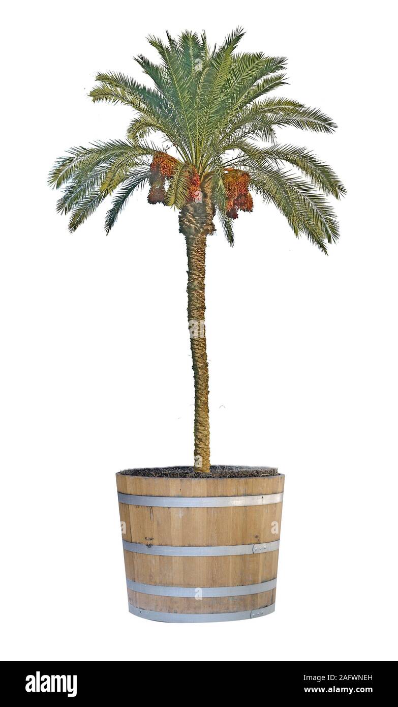 Date palm in pot Stock Photo - Alamy