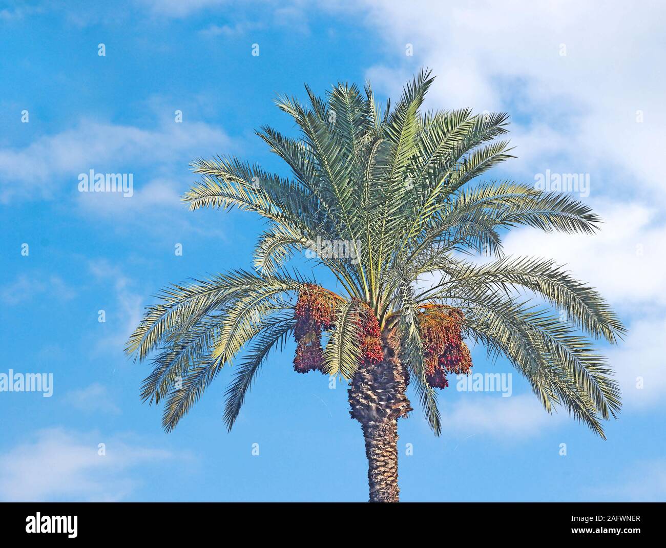 Close up of palm Stock Photo - Alamy