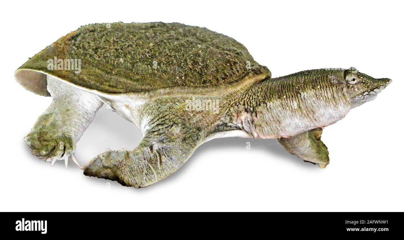 Soft shell turtle hi-res stock photography and images - Alamy