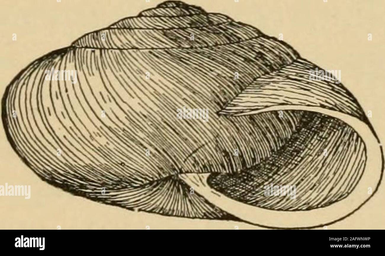 . West coast shells. A familiar description of the marine, fresh water ...