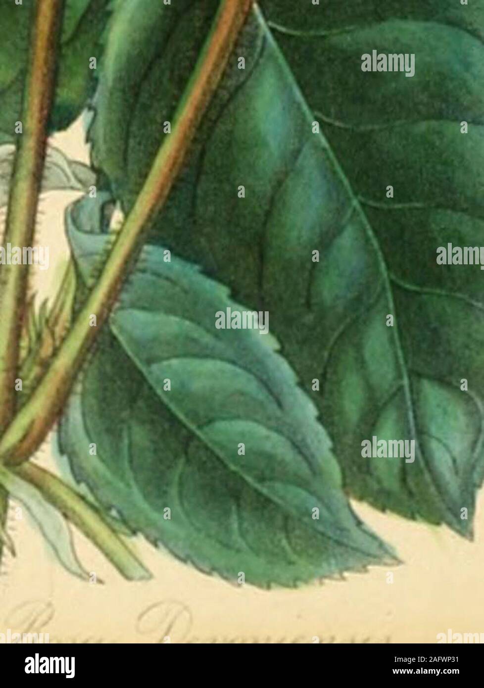 Five parted calyx hi-res stock photography and images - Alamy