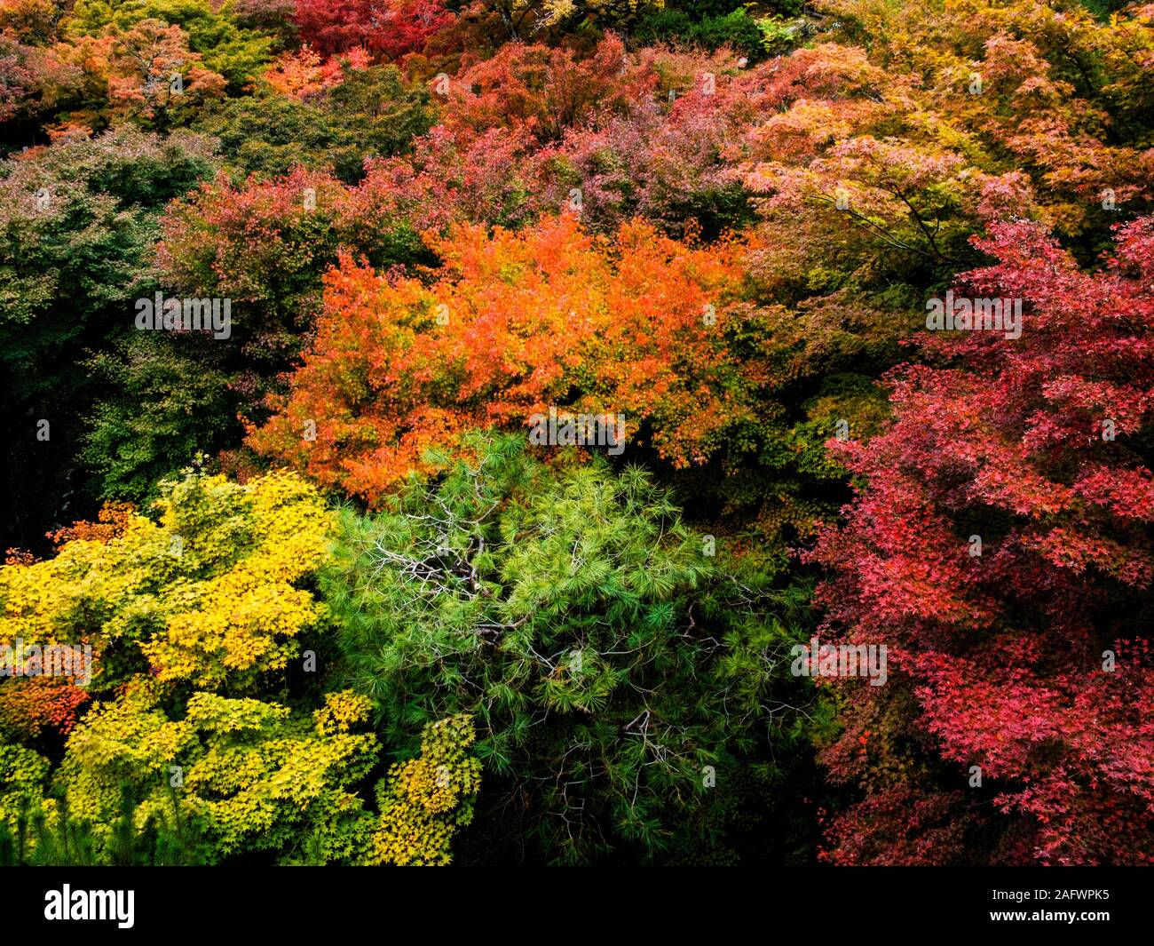 Intense Japanese maple autumn foliage Stock Photo - Alamy