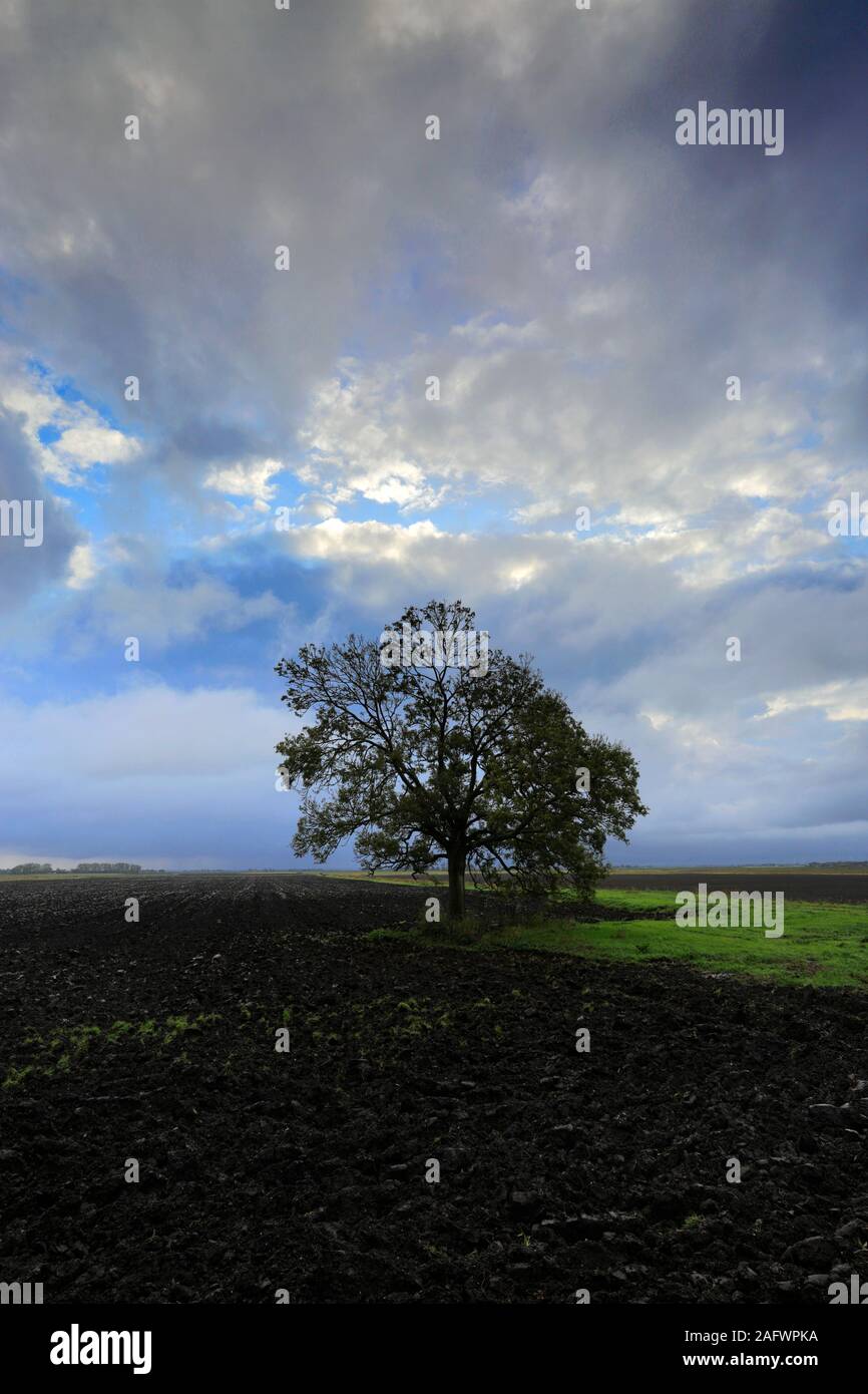 Storm over an Oak tree near Ramsey town, Fenland; Cambridgeshire ...