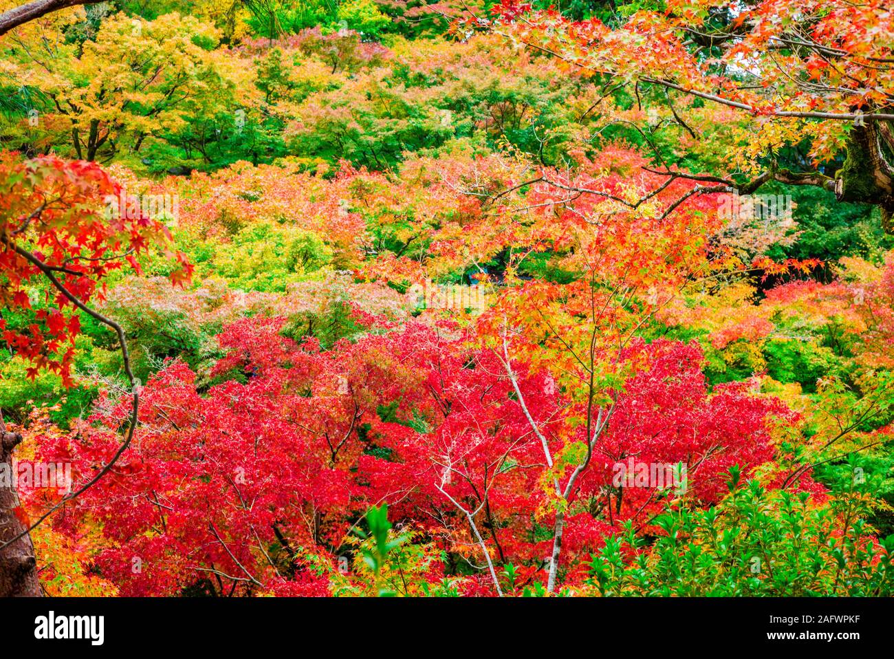 Japanese Maple Autumn High Resolution Stock Photography and Images - Alamy