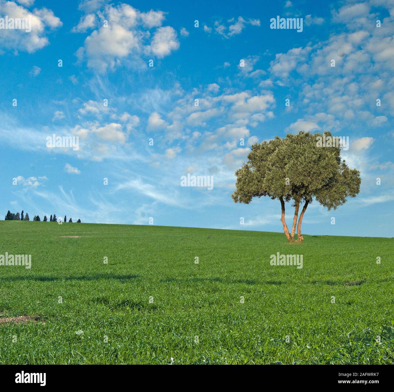 tree in field Stock Photo - Alamy
