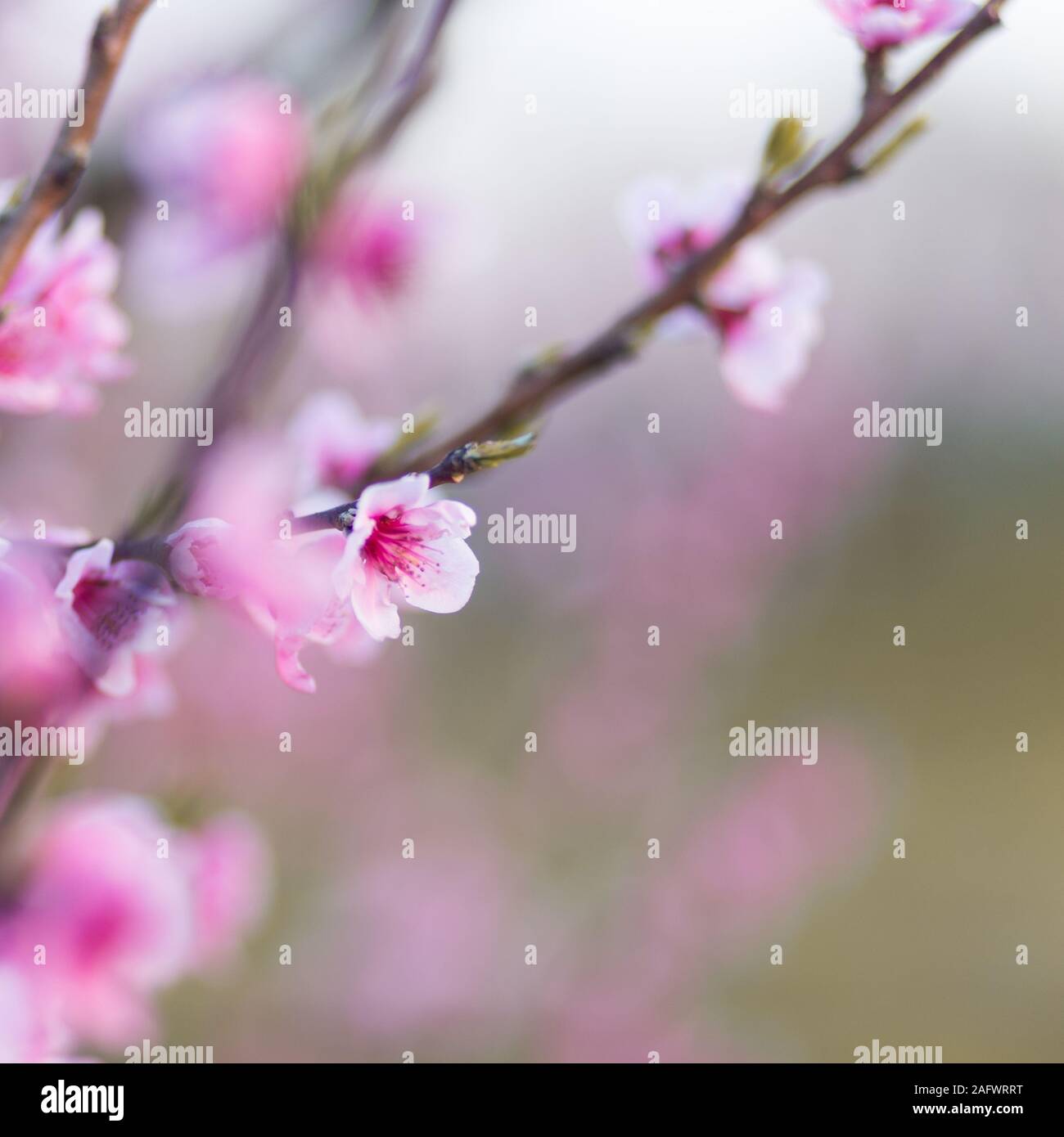 Spring colors and flowers Stock Photo - Alamy