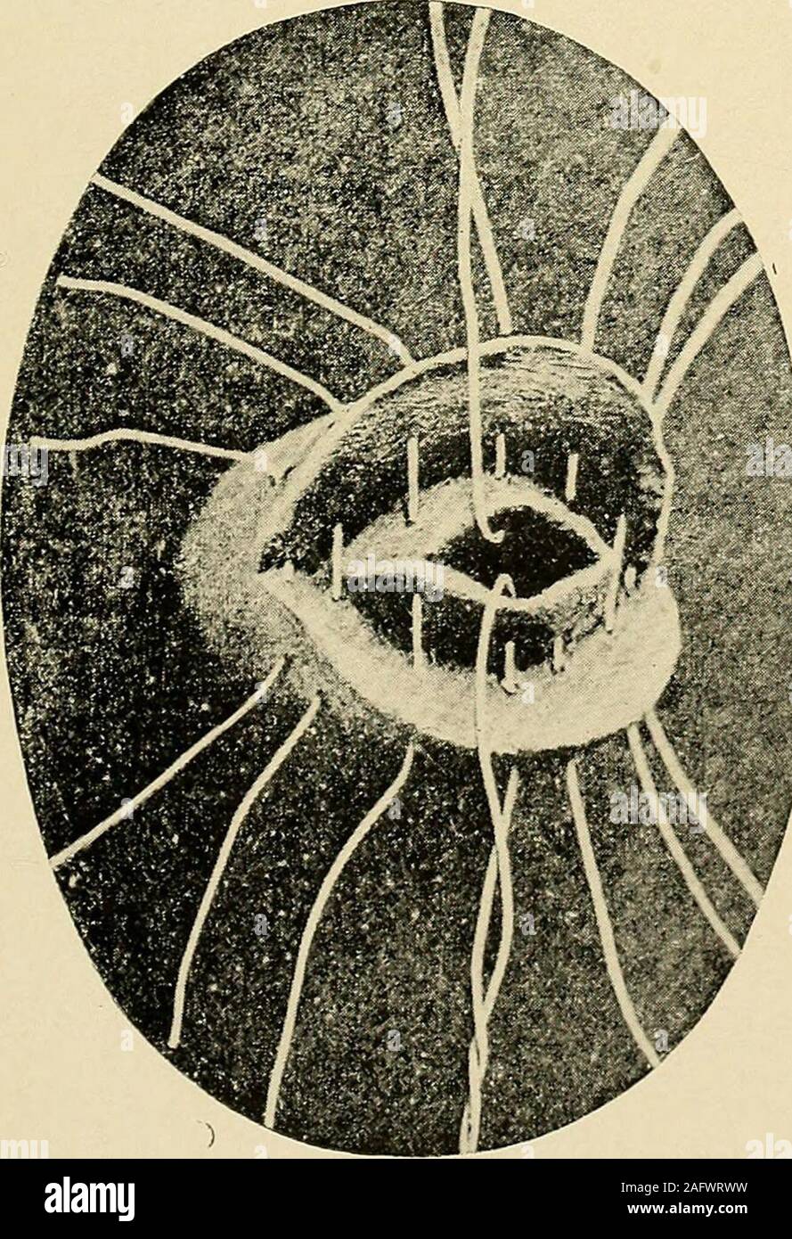 . The diagnosis and treatment of diseases of women. Fig. 564. Regular ...
