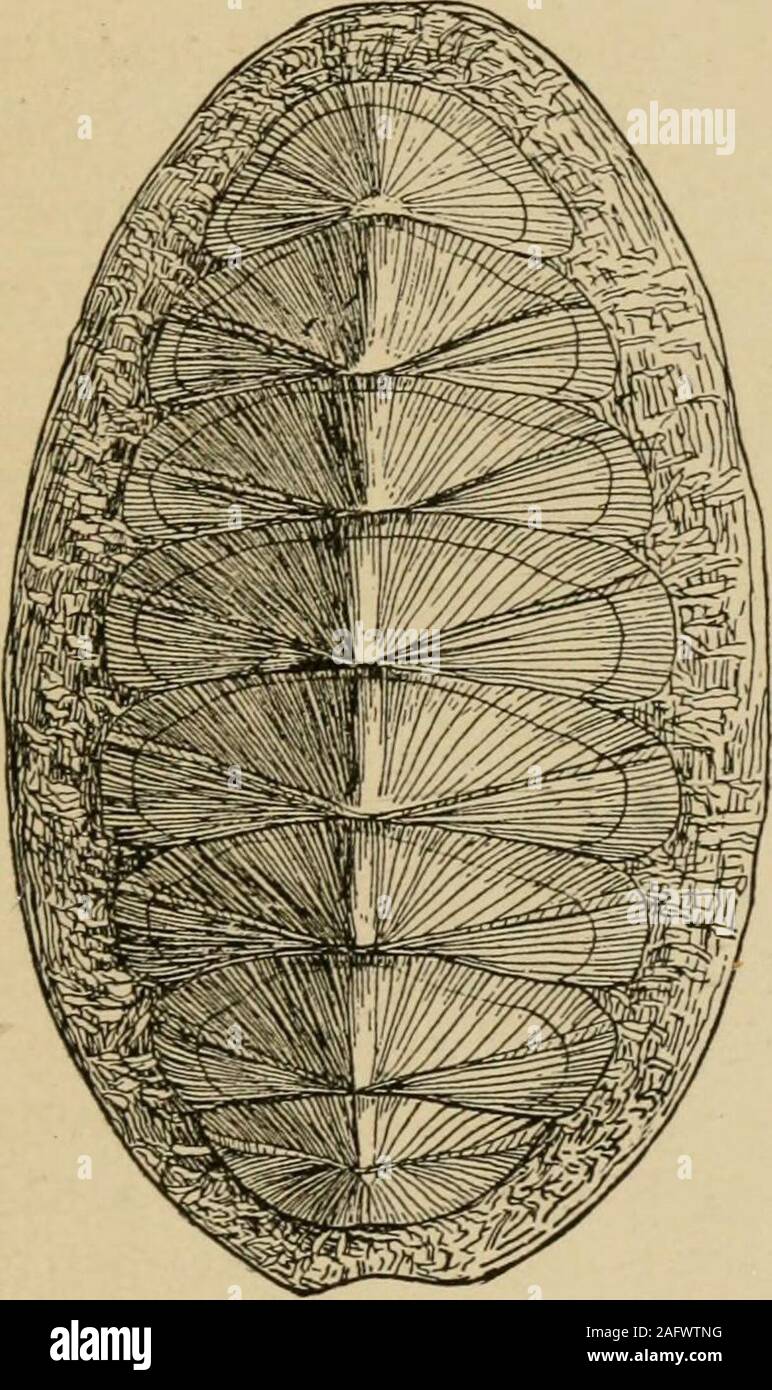 . West coast shells. A familiar description of the marine, fresh water ...