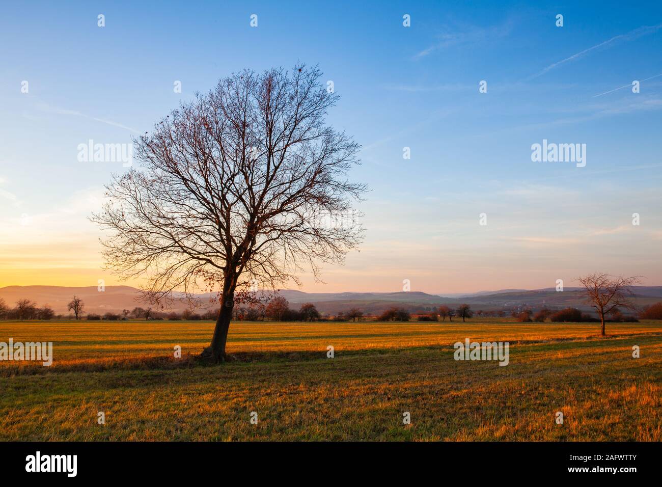 Outdoor empty tree hi-res stock photography and images - Alamy