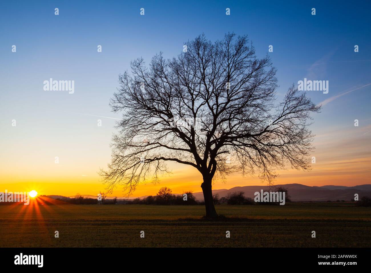 Tree of sadness hi-res stock photography and images - Alamy