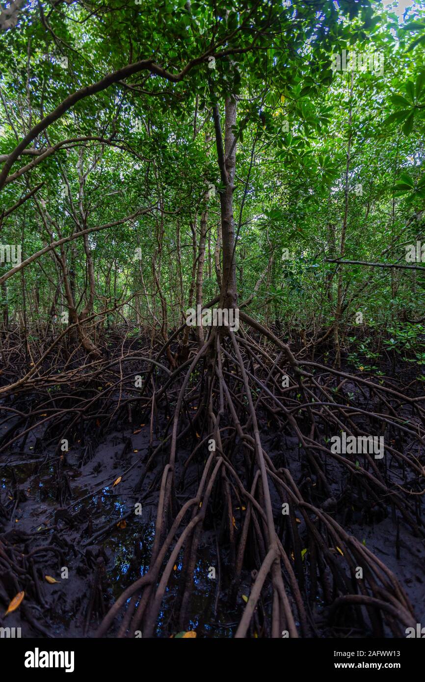 Closeup look of big tree roots in a forest under sunlight in Zanzibar ...