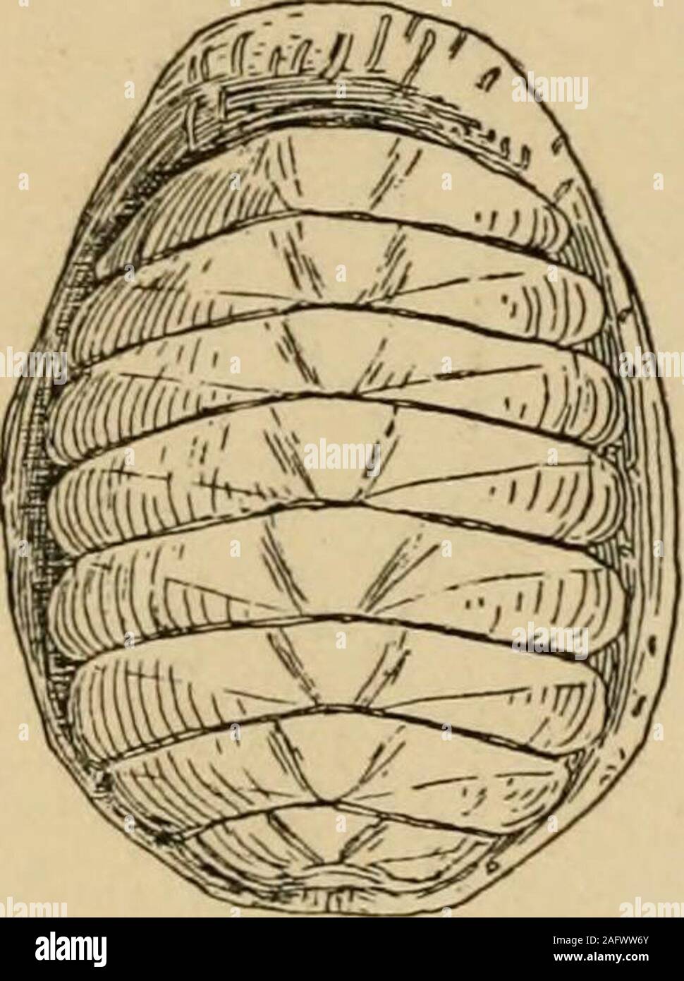 Singular shells hi-res stock photography and images - Alamy