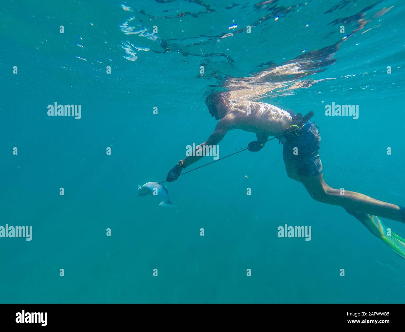 Person catching fish underwater in Sumbawa, Indonesia Stock Photo - Alamy